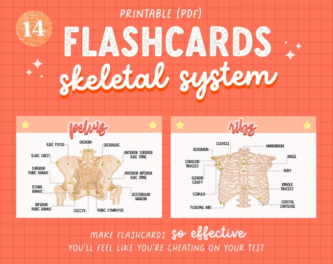 Basic Anatomy Flashcards PDF - Etsy