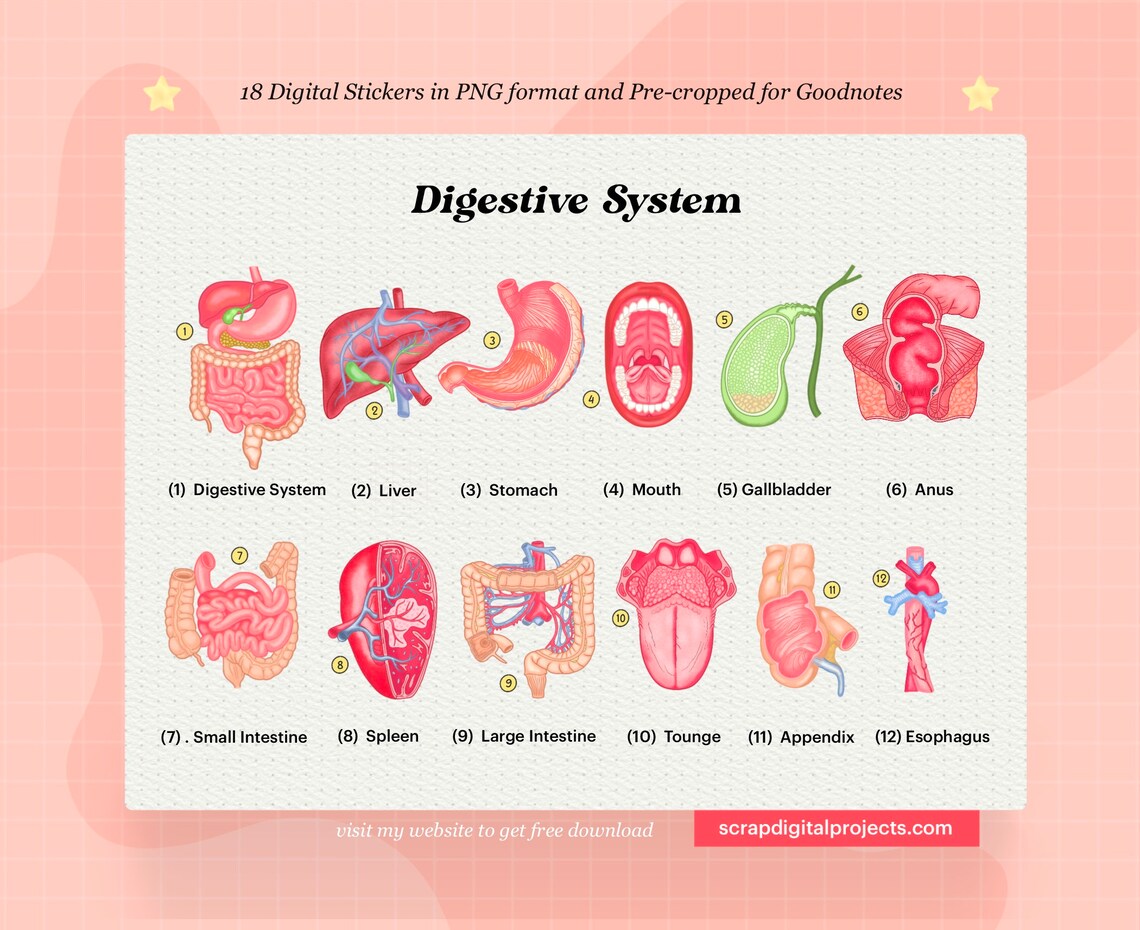 18 Digestive System Digital Stickers, Gastrointestinal Sticker, Human ...