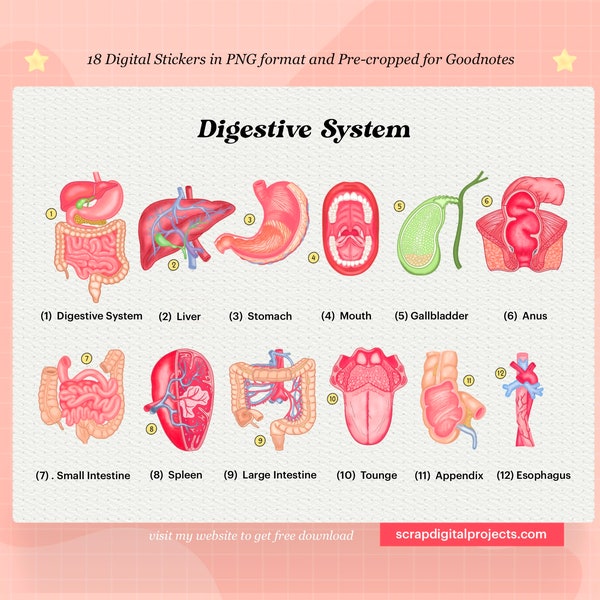 Digestive System - Etsy