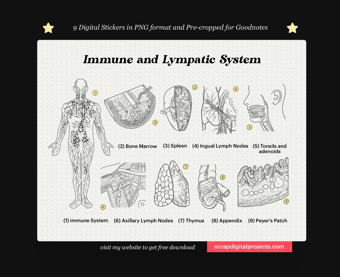 9 Immune & Lymphatic System Digital Stickers Outline, Human Anatomy ...