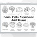 18 Skeletal System Digital Stickers, Human Bones Sticker, Human Anatomy ...