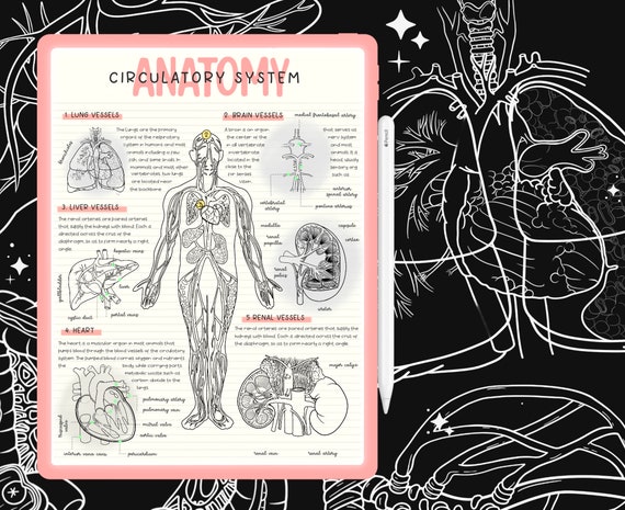 14 Circulatory Cardiovascular System Digital Stickers Outline - Etsy