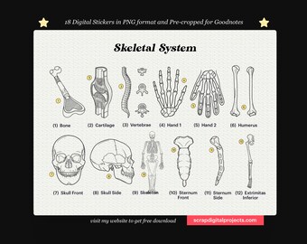 18 Skeletal System Digital Stickers, Human Bones Sticker, Human Anatomy ...