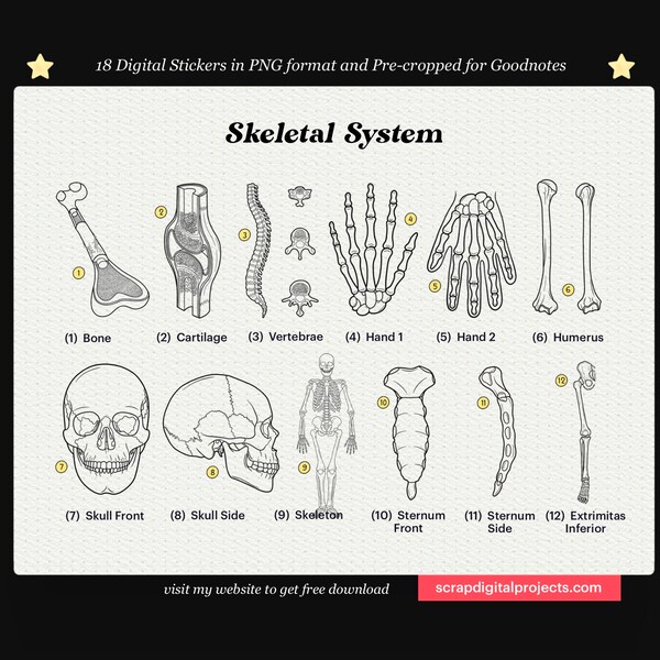 Human Bones Stickers - Etsy