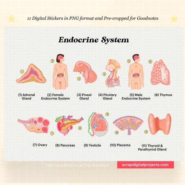 Nursing Student Planner Stickers - Etsy