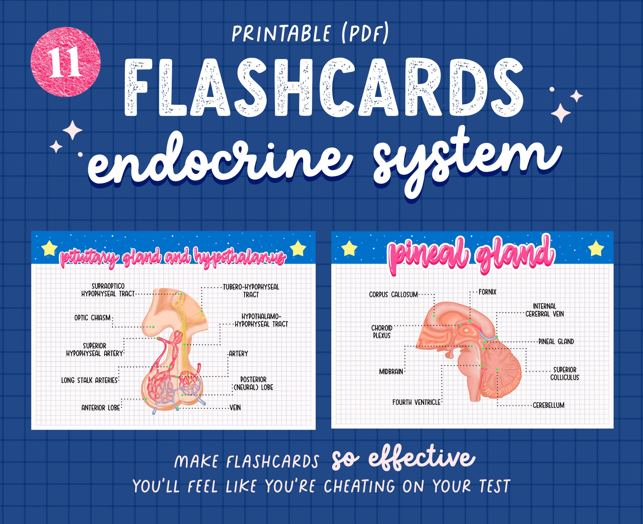 11 Endocrine System Anatomy Flashcards - Etsy