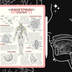 9 Immune & Lymphatic System Digital Stickers Outline, Human Anatomy ...