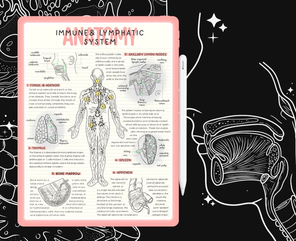 Cell Division Mitosis Clip Art Digital Download Cute Biology - Etsy Canada