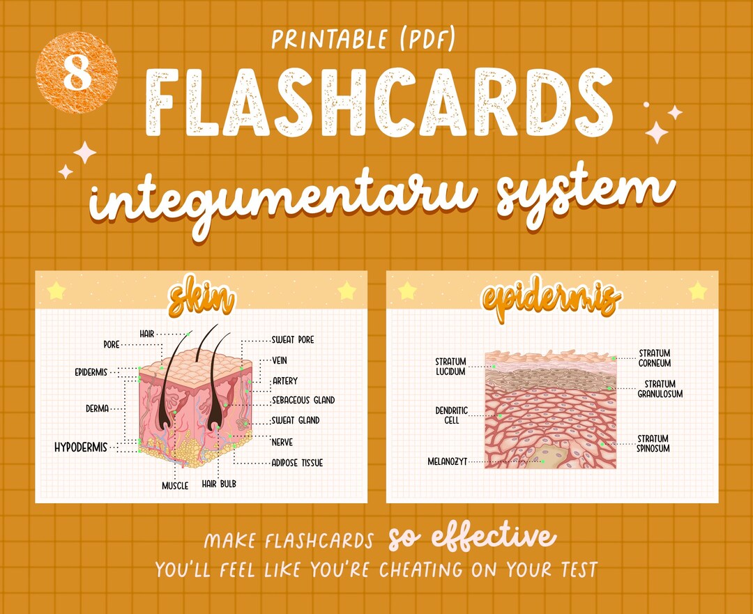 8 Integumentary System Anatomy Flashcards - Etsy