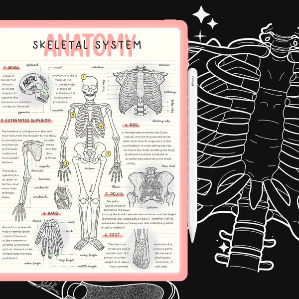 Human Bones Stickers - Etsy