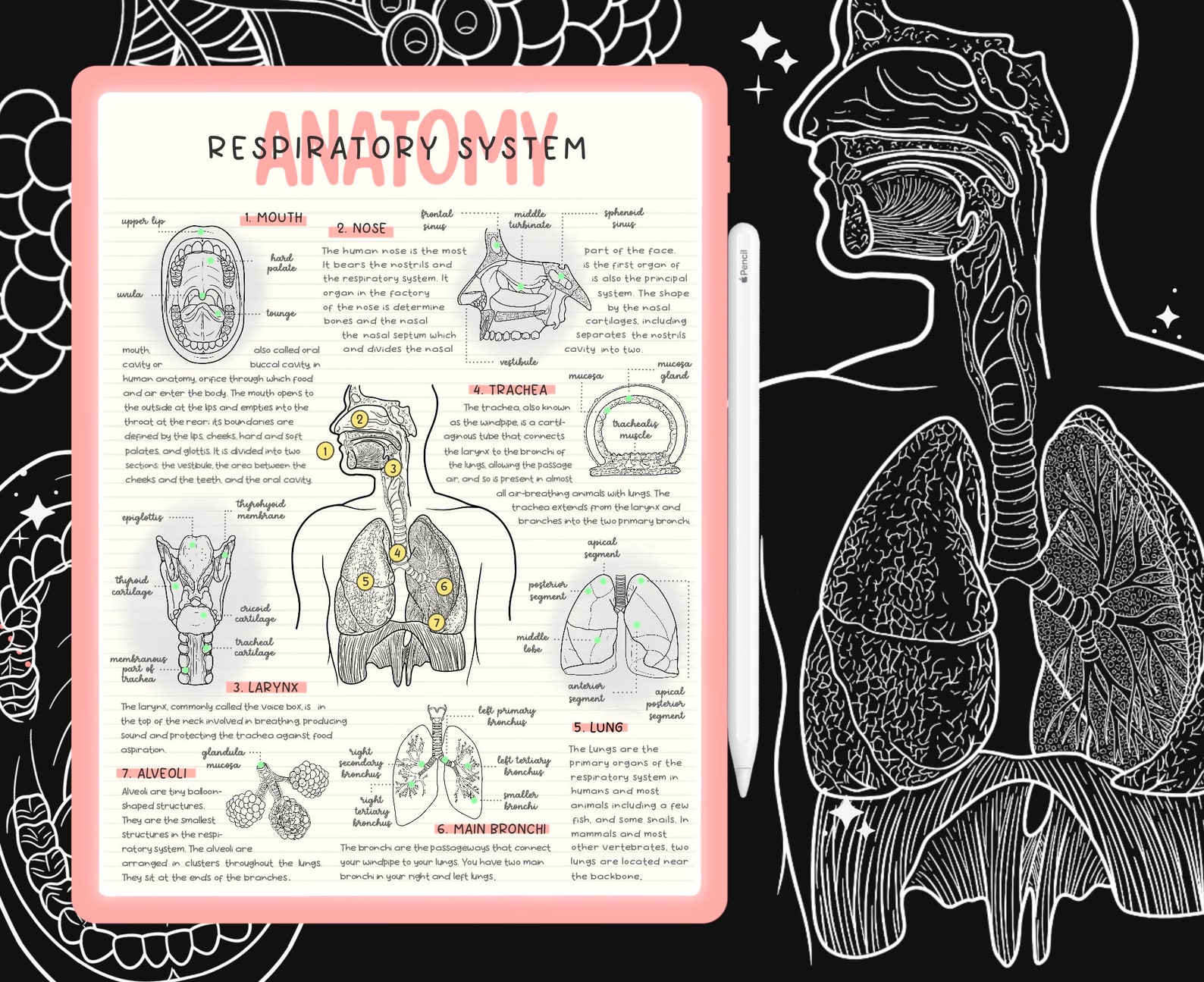 16 Respiratory System Digital Stickers Outline, Medsurg Sticker, Human ...