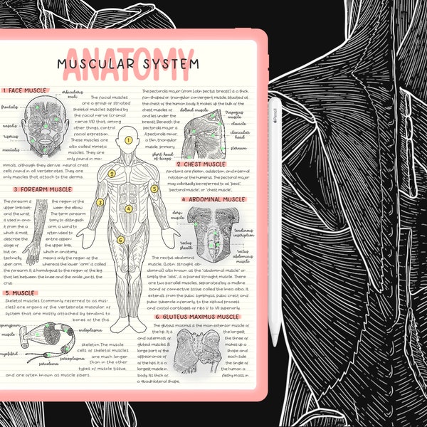 Human Anatomy and Physiology Stickers - Etsy