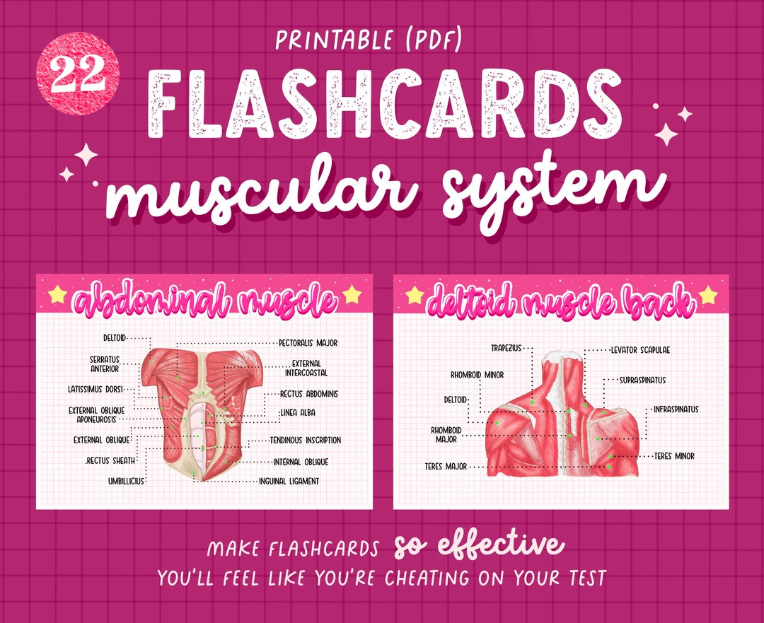 22 Muscular System Anatomy Flashcards - Etsy