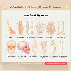 18 Skeletal System Digital Stickers, Human Bones Sticker, Human Anatomy ...