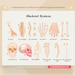 18 Skeletal System Digital Stickers, Human Bones Sticker, Human Anatomy ...