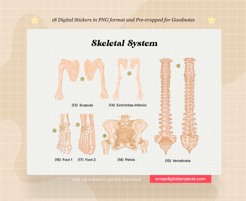 18 Skeletal System Digital Stickers, Human Bones Sticker, Human Anatomy ...