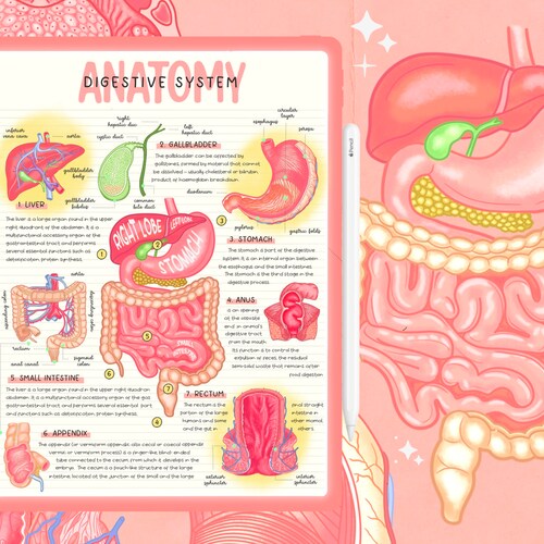 18 Skeletal System Digital Stickers Human Bones Sticker | Etsy