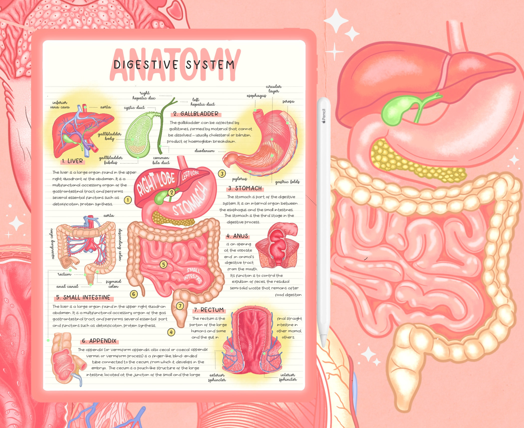18 Digestive System Digital Stickers, Gastrointestinal Sticker, Human ...