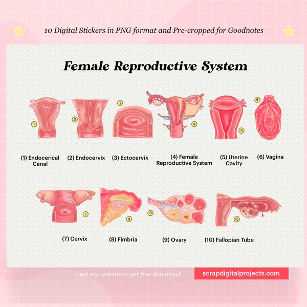 Female Reproductive Anatomy Stickers - Etsy