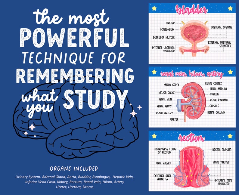 13 Urinary System Anatomy Flashcards - Etsy