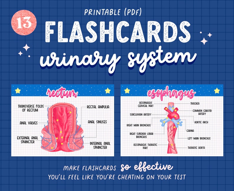 13 Urinary System Anatomy Flashcards - Etsy