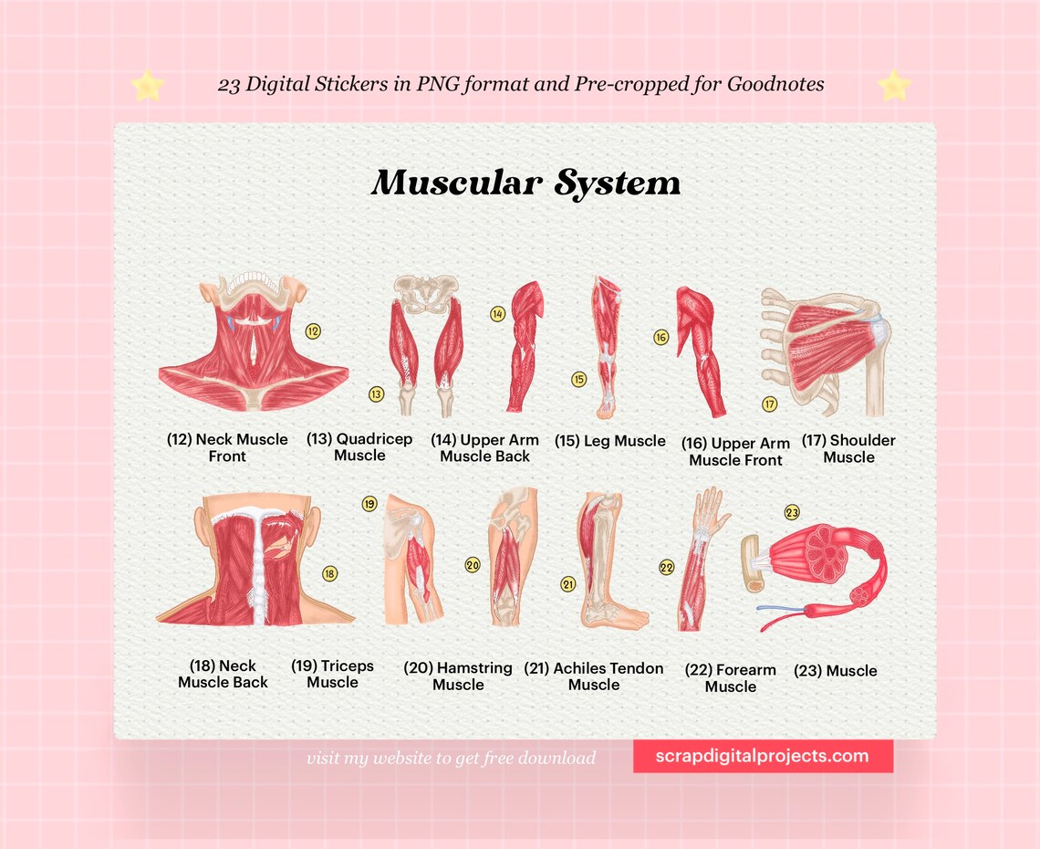 23 Muscular System Digital Stickers Musculoskeletal Stickers - Etsy