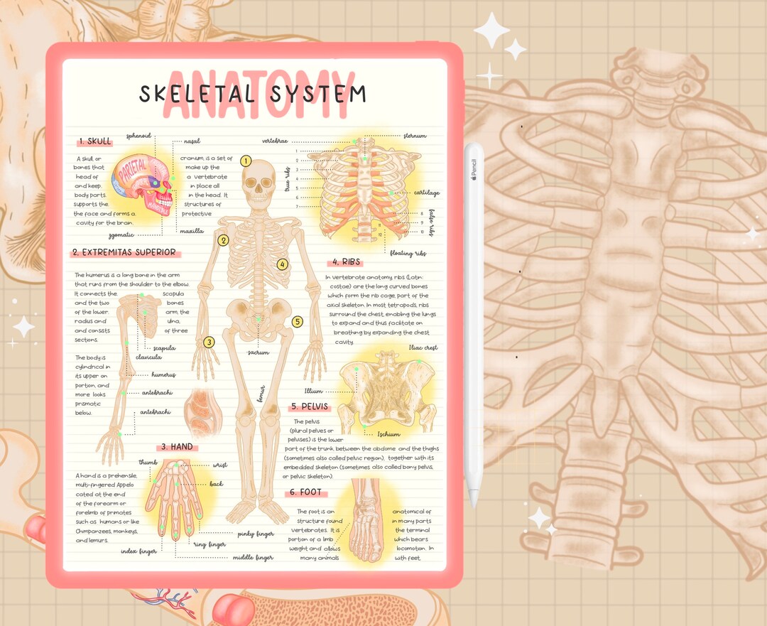18 Skeletal System Digital Stickers, Human Bones Sticker, Human Anatomy ...