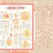 18 Skeletal System Digital Stickers, Human Bones Sticker, Human Anatomy ...