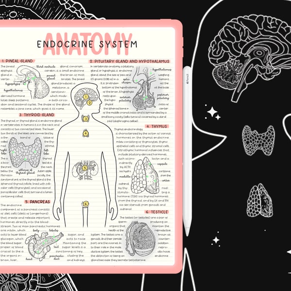 Endocrine Digital Stickers - Etsy