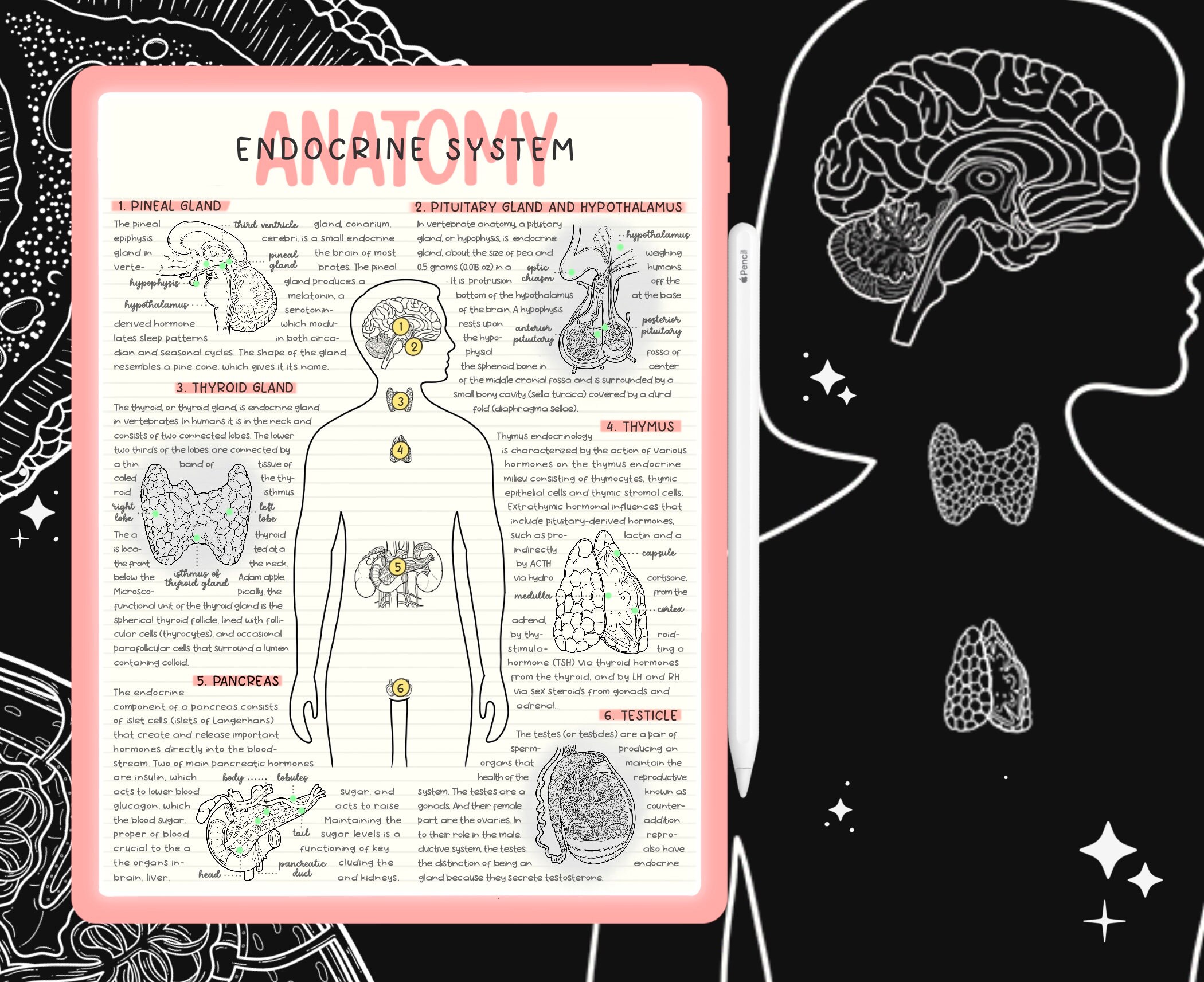 Endocrine System And Steroids