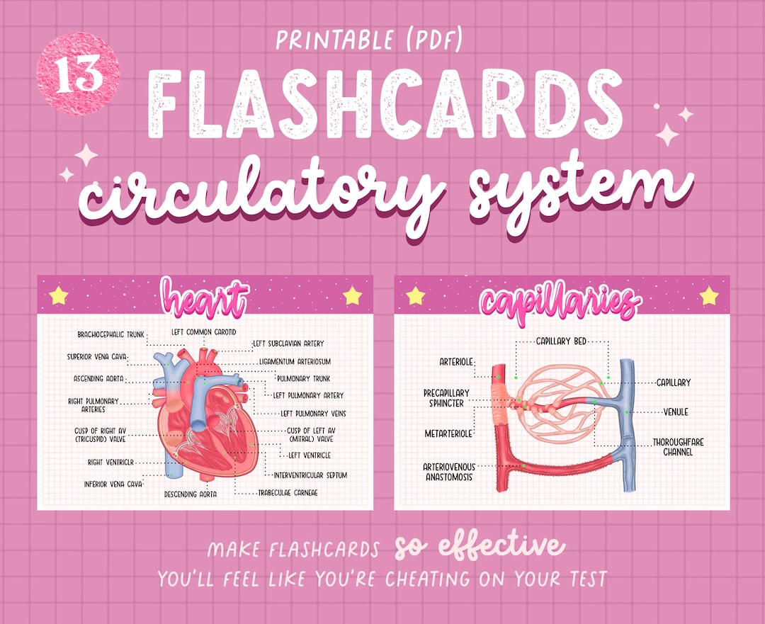 13 Circulatory System Anatomy Flashcards - Etsy