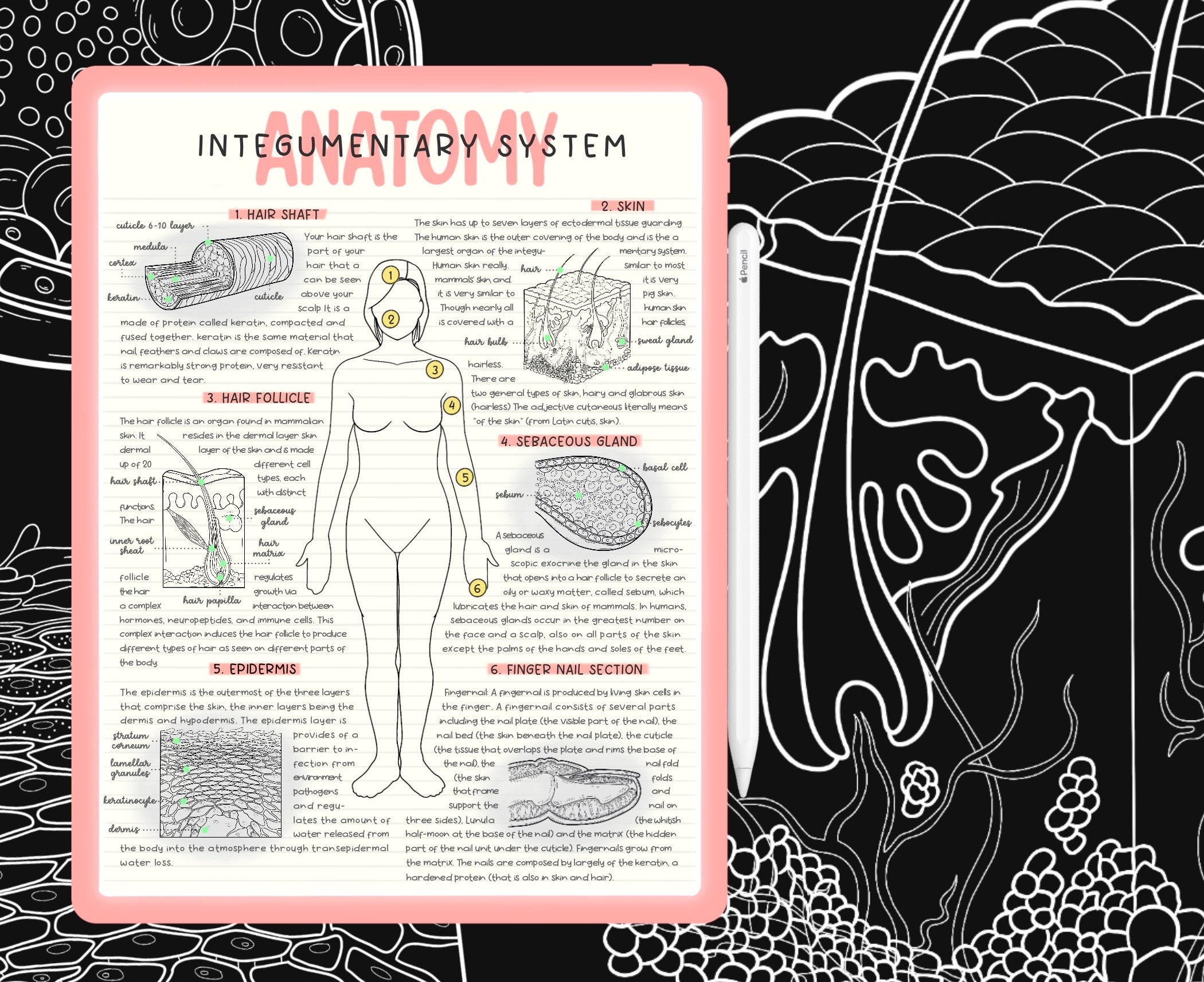 Integumentary System Body Outline
