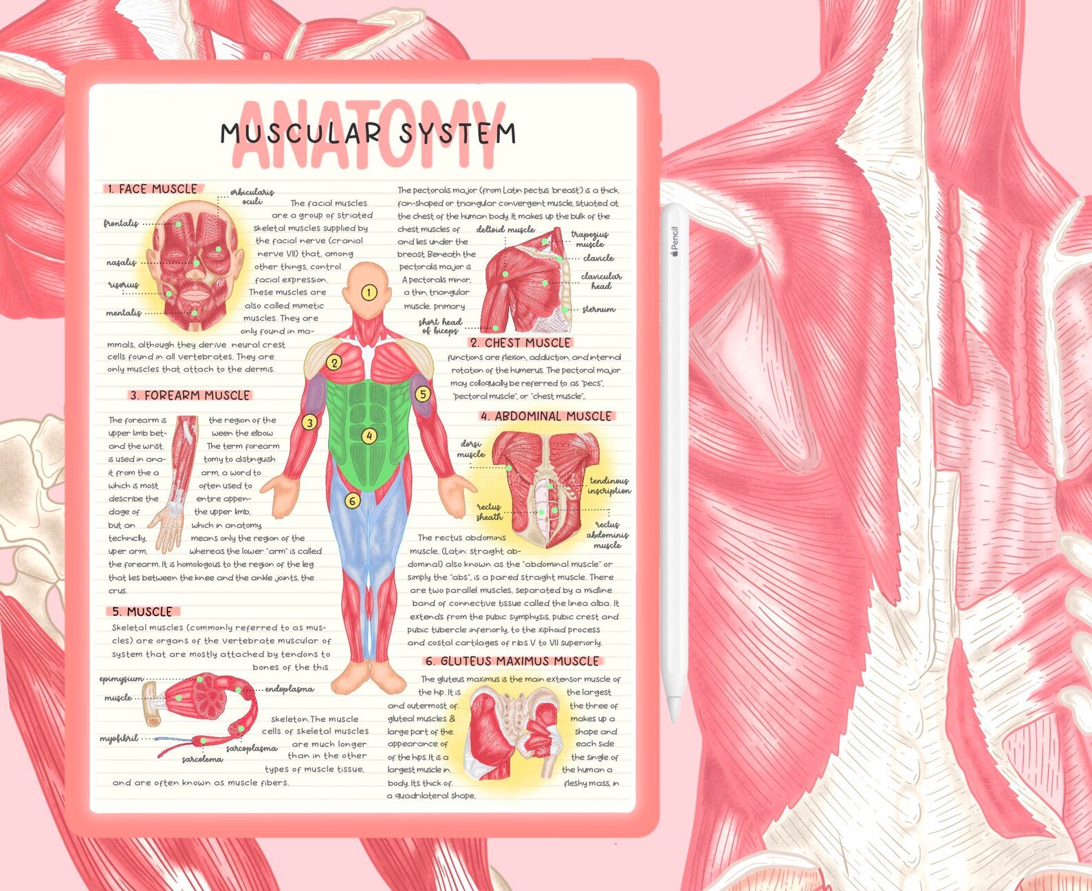 23 Muscular System Digital Stickers Musculoskeletal Stickers - Etsy