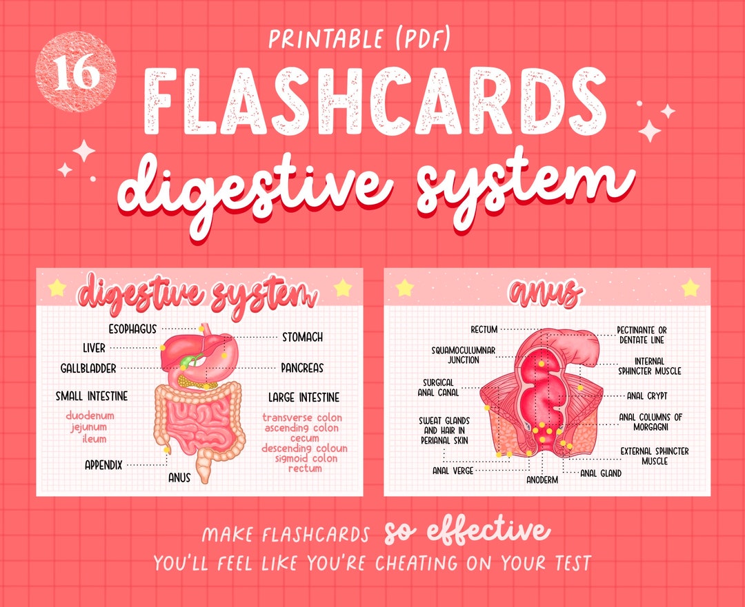 Digestive System Anatomy Flashcards, Printable PDF - Etsy UK