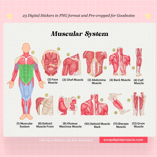Anatomy Muscle Stickers - Etsy
