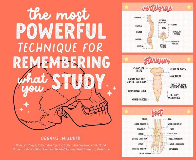 Skeletal System Anatomy Flashcards Printable PDF - Etsy