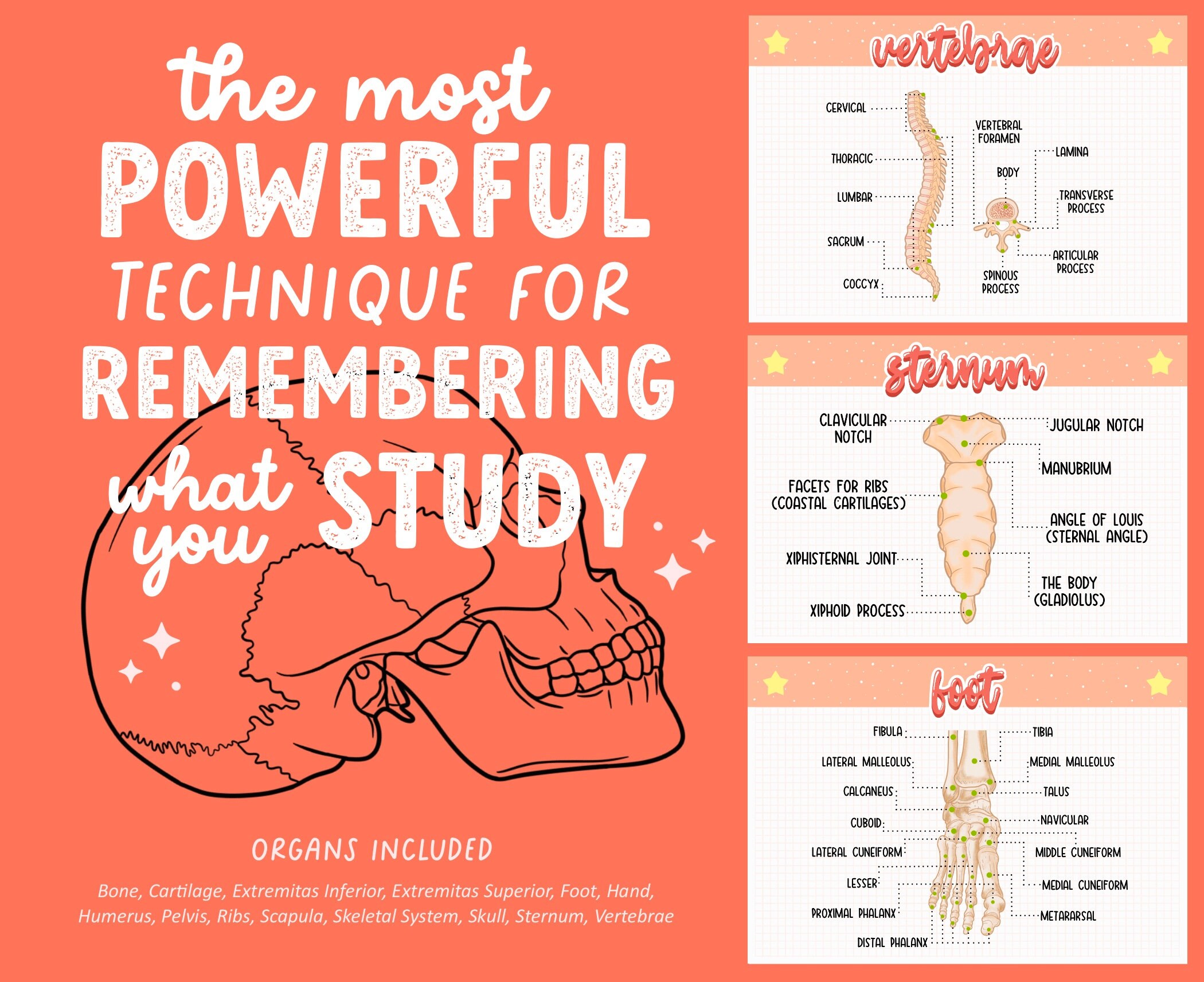 Skeletal System Anatomy Flashcards, Printable PDF - Etsy