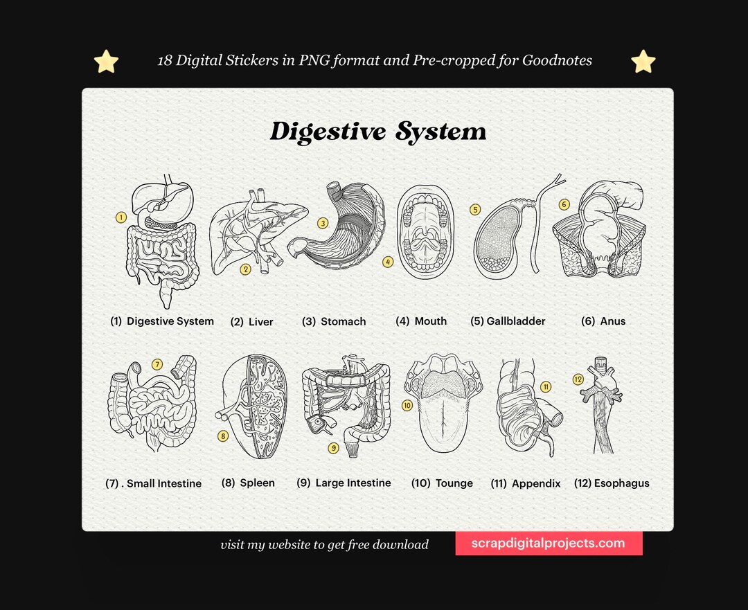 19 Digestive System Digital Stickers Outline, Gastrointestinal Sticker ...