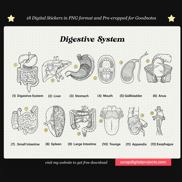 Digestive System - Etsy