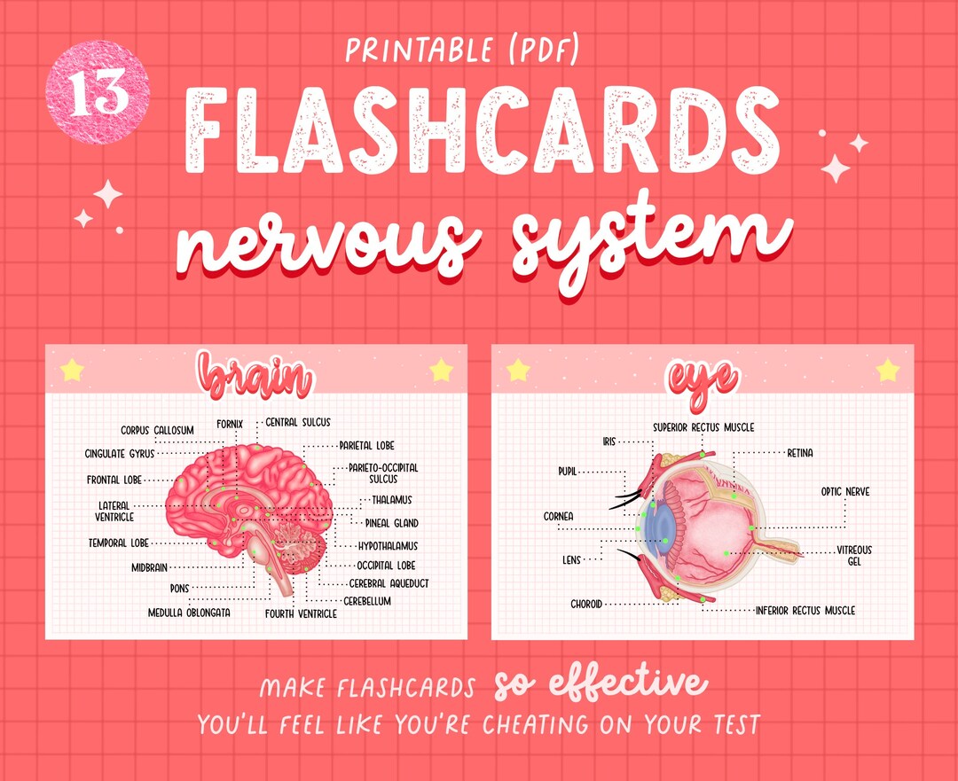 13 Nervous System Anatomy Flashcards - Etsy