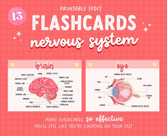 13 Nervous System Anatomy Flashcard - Etsy