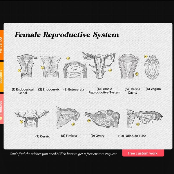 Female Reproductive Anatomy Stickers - Etsy
