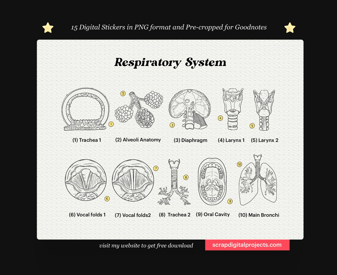 16 Respiratory System Digital Stickers Outline Medsurg - Etsy