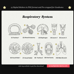 16 Respiratory System Digital Stickers Outline, Medsurg Sticker, Human ...