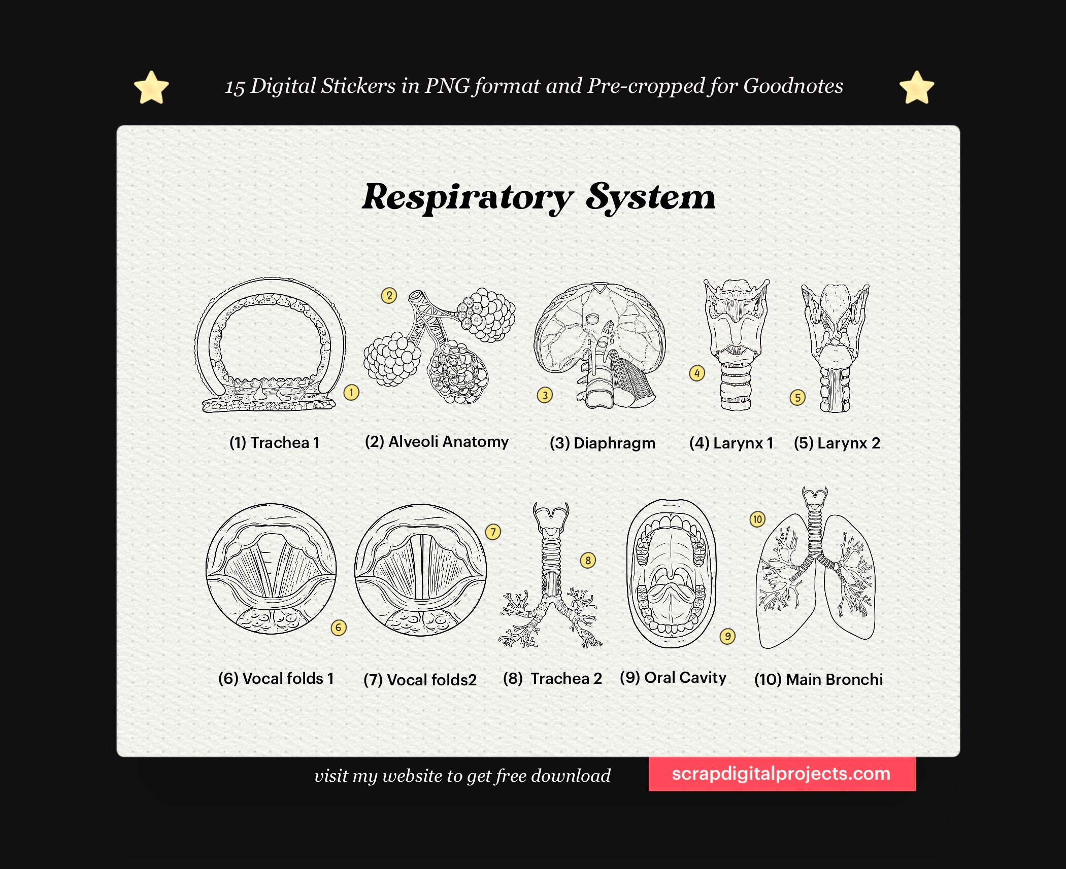 16 Respiratory System Digital Stickers Outline Medsurg | Etsy