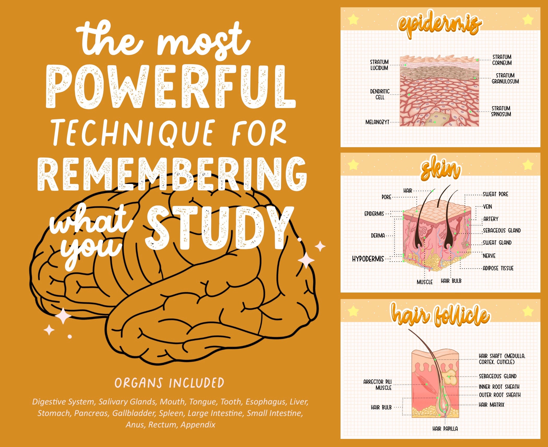 8 Integumentary System Anatomy Flashcards - Etsy
