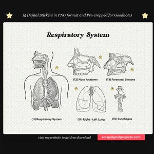 16 Respiratory System Digital Stickers Outline Medsurg - Etsy