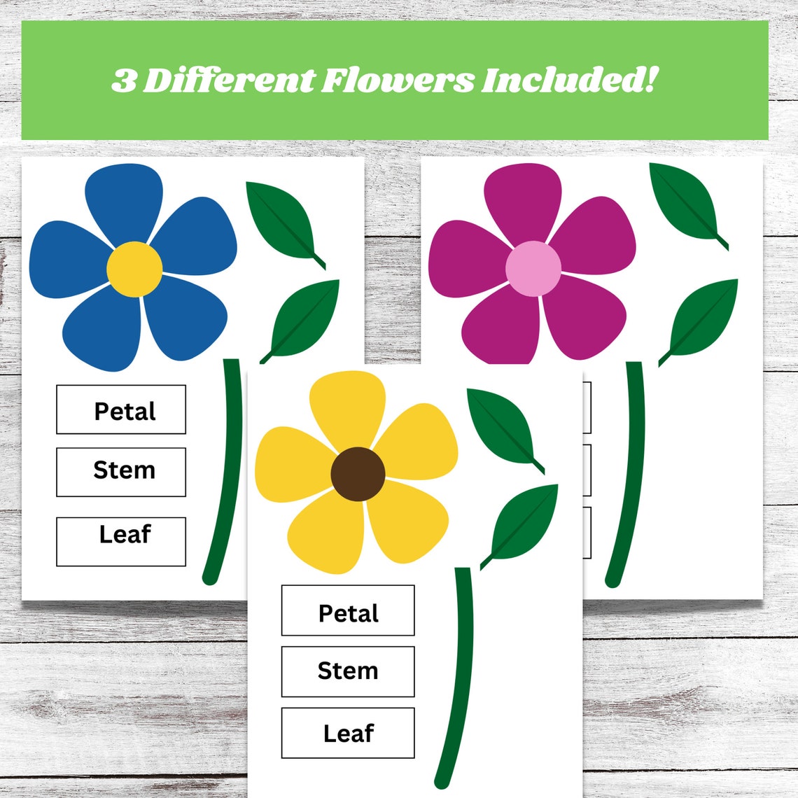 Parts of a Flower Craft| Flower Printable Activity| How Plants Grow ...