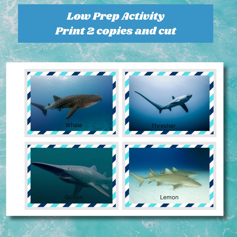 Shark Memory Game| Shark Week Matching Activity| Instant Download - Etsy