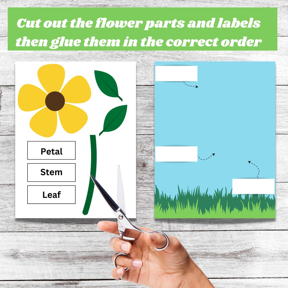 Parts of a Flower Craft| Flower Printable Activity| How Plants Grow ...
